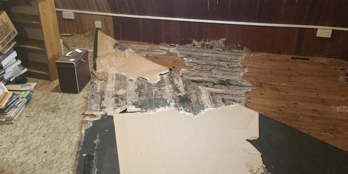 Dry Rot Identification | Kent | South East Timber & Damp