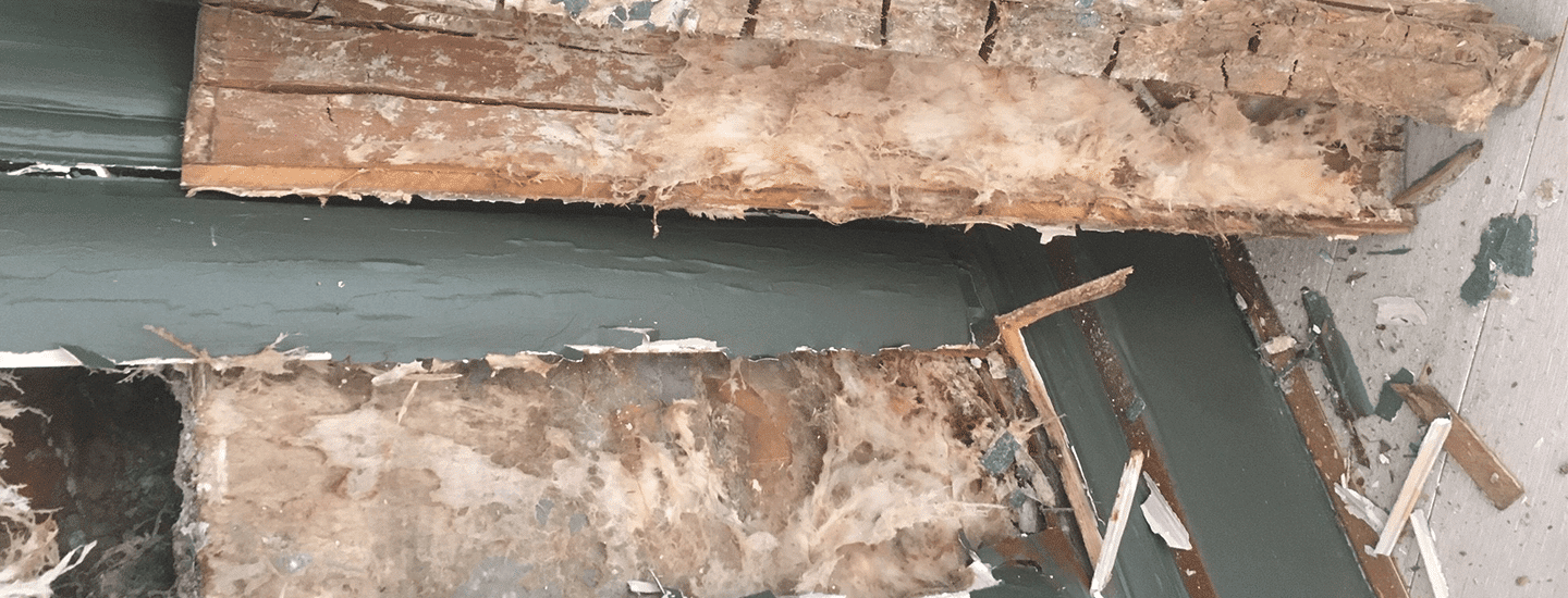 Pre-Purchase Damp Survey — South-East Timber & Damp Ltd.