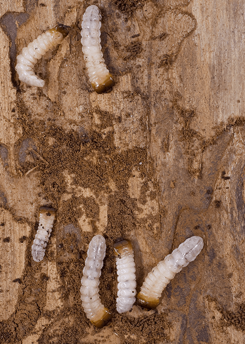 Woodworm 3 500x700 — South-East Timber & Damp Ltd.